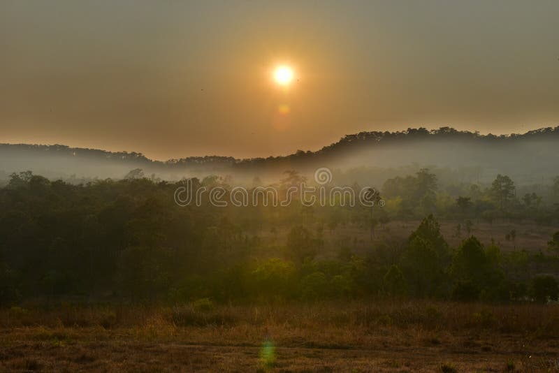 Sunset in Forest Landscape with Natural Green Tree. Forest Stock Image ...