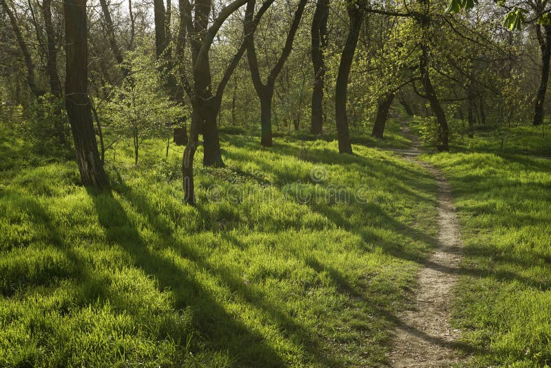 Sunset in the Forest with Long Tree Shadows and Green Grass Stock Image ...