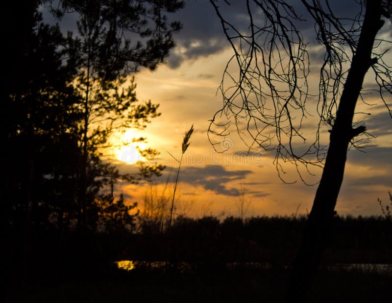 Sunset in the forest stock photo. Image of grass, clouds - 95782132