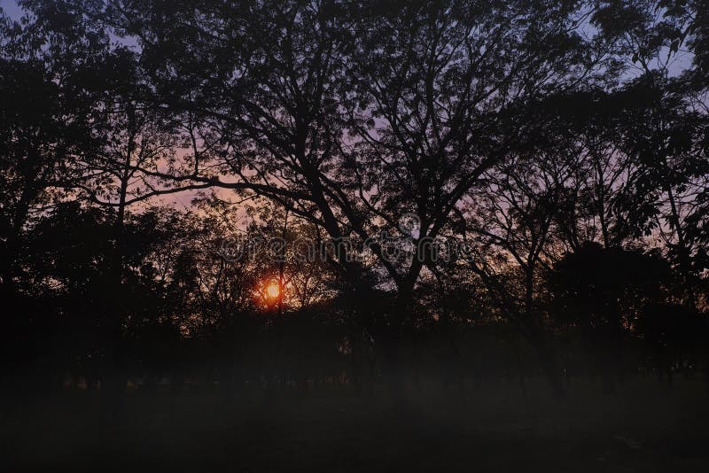 Sunset at the forest stock image. Image of fairy, evening - 143164809