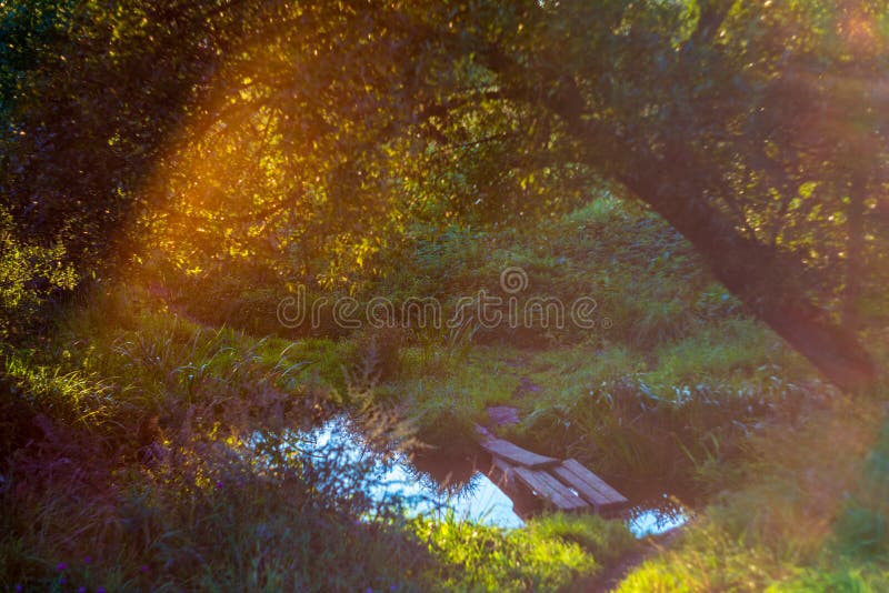 The forest near the lake stock photo. Image of beautiful - 122031682