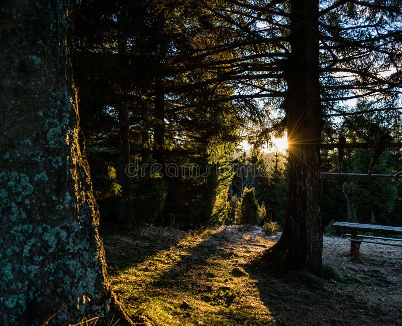Sunset in the forest. stock image. Image of country, colours - 78689329