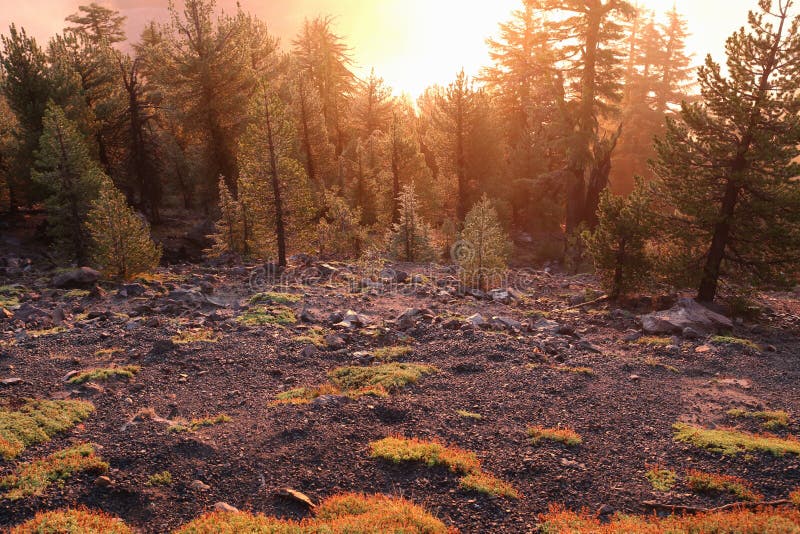 Sunset in the Forest, Oregon Stock Photo - Image of beauty, forest ...
