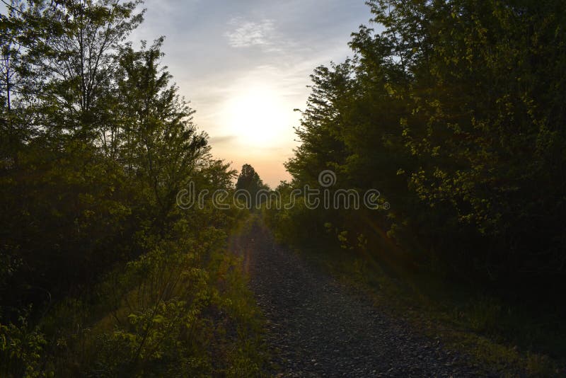 Sunset and forest path stock image. Image of andnforest - 184248645