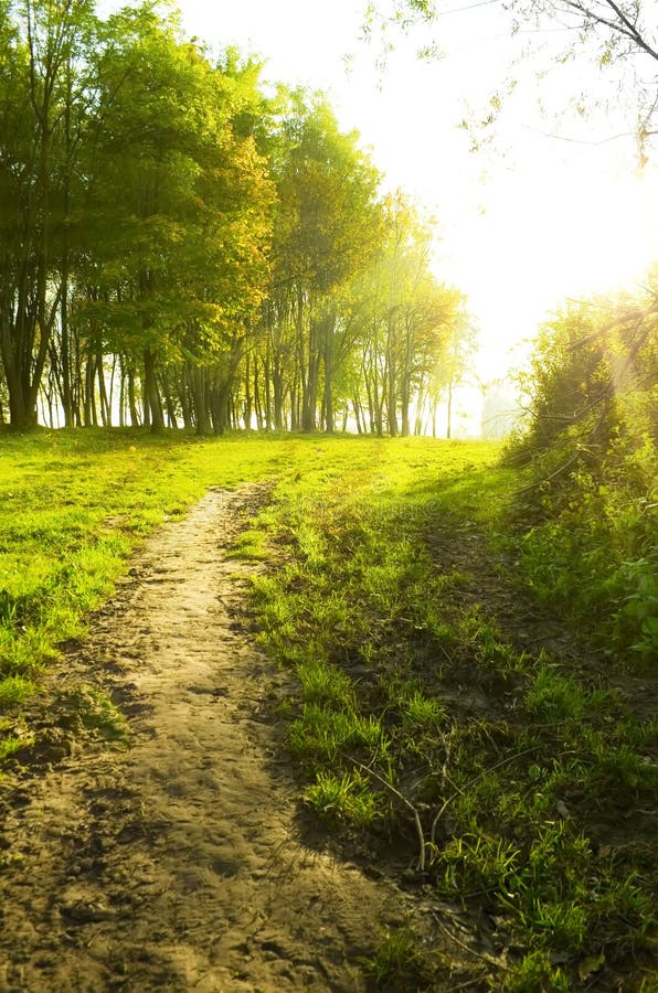 Sunset forest path stock photo. Image of boreal, pine - 6930366