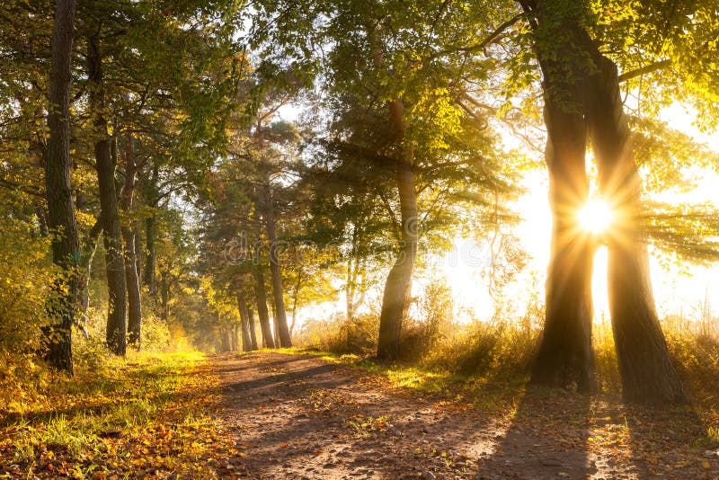 Sunset on a Forest Path in Autumn Stock Photo - Image of pathway ...