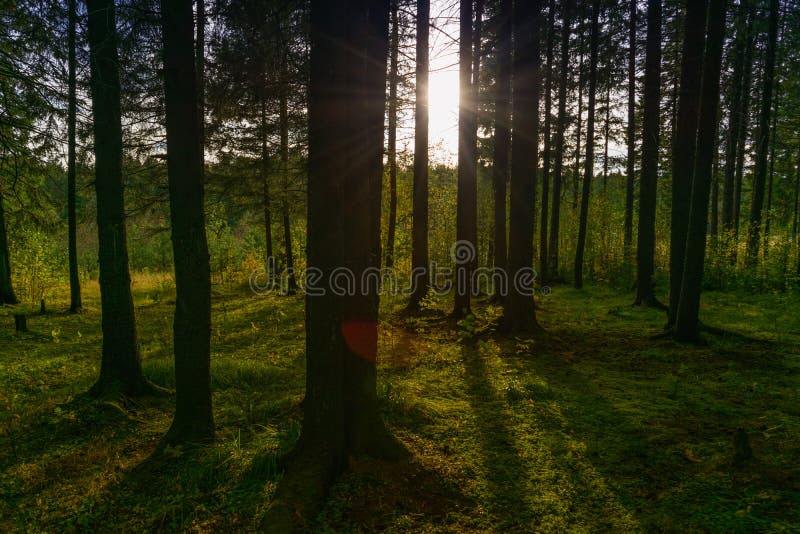 Sunset in the forest stock photo. Image of foggy, floor - 99979168
