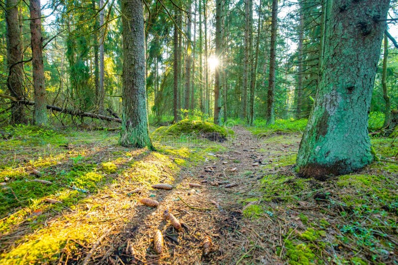 Sunset in a Forest, Soft Evening Sunlight Stock Photo - Image of moss ...