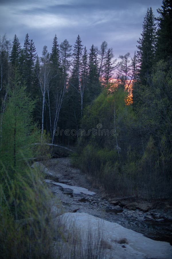 Sunset in the Forest at the Spring Stock Photo - Image of sunrise ...