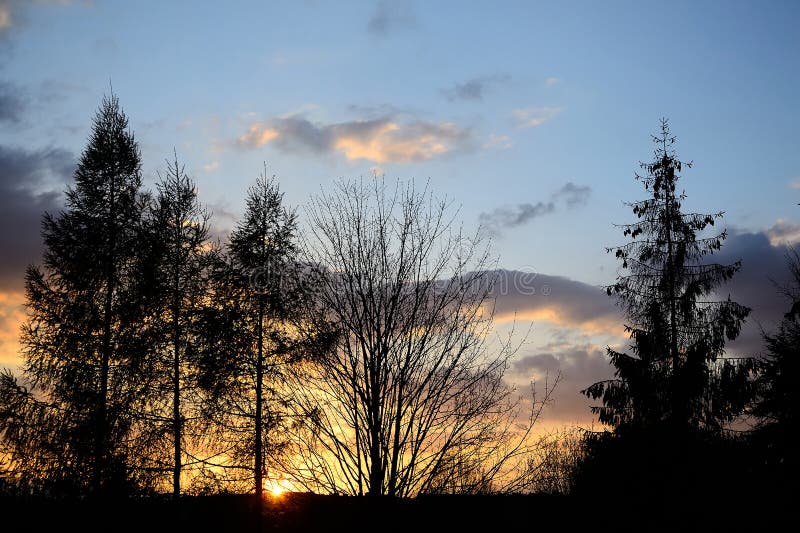 Sunset in forest stock photo. Image of forest, sunset - 78249976