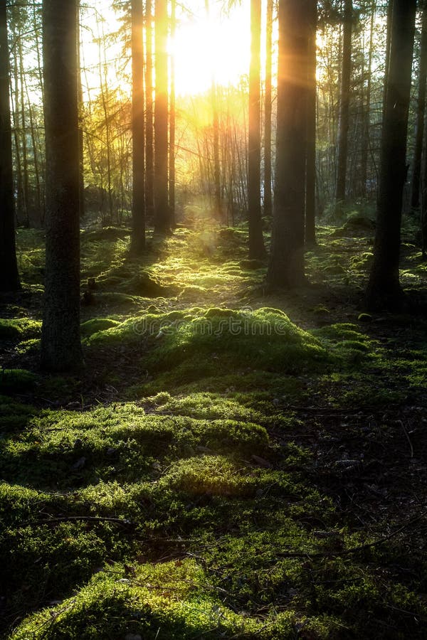 Sunset in the forest stock photo. Image of summer, dawn - 60325282