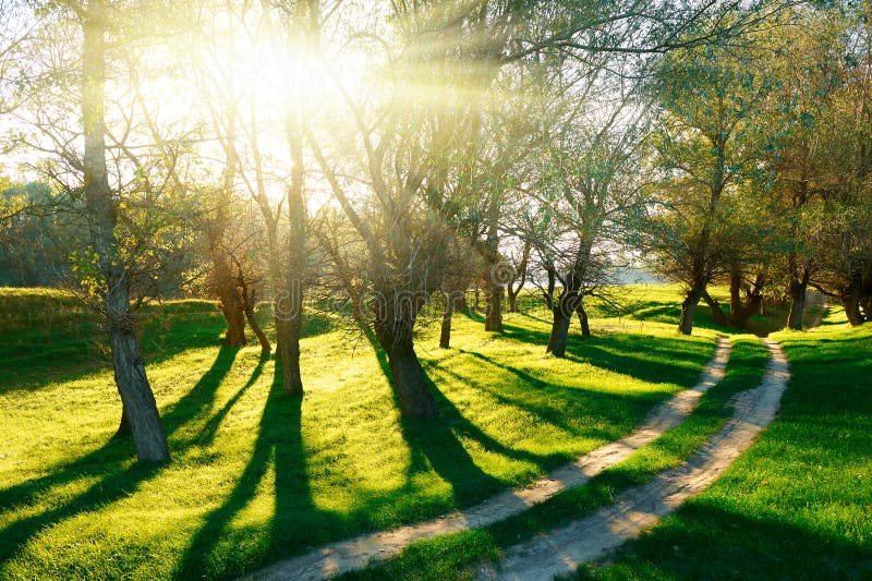 Sunset in Forest, Sunlight with Tree Shadows on Glade. Ground Road ...