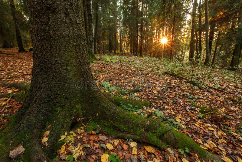 Sunset in the Forest, the Tree in the Foreground Stock Image - Image of ...