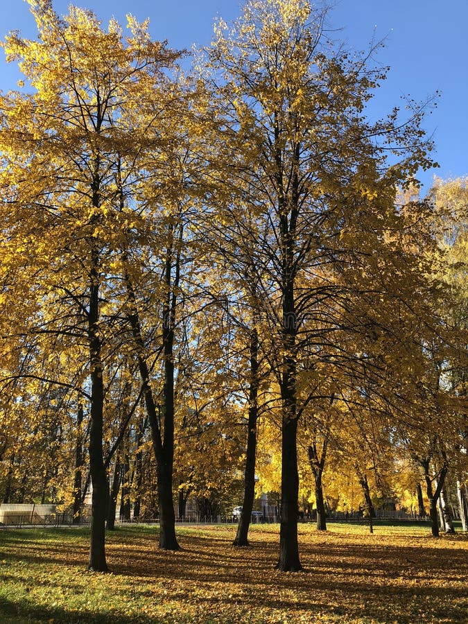 Sunset in Forest Trees. Natural Sunlight Stock Photo - Image of bright ...