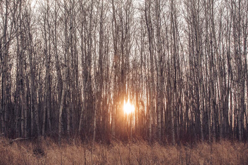 Sunset through Forest of Trees Stock Photo - Image of landscape, forest ...