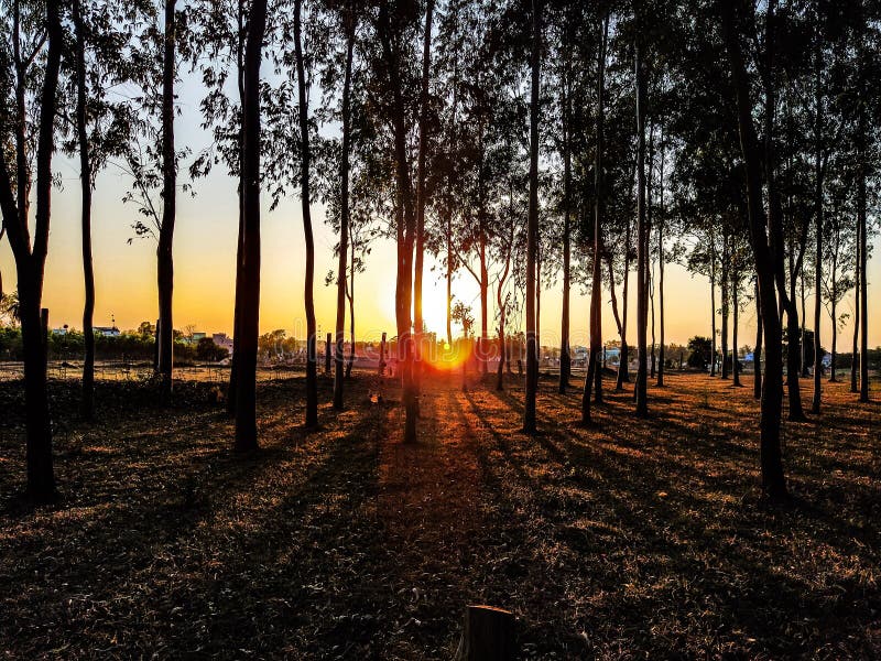 Sunset in a forest stock image. Image of dusk, tree - 214379917