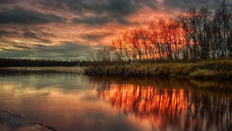 Sunset in the forest stock image. Image of trees, green - 79872719