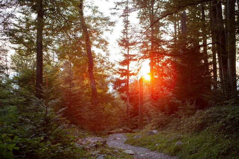 Sunset in Forrest in the Mountains of Switzerlnd Stock Image - Image of ...