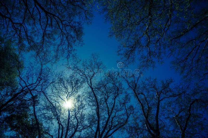 Sunset in forrest stock image. Image of sunset, fairy - 53715353