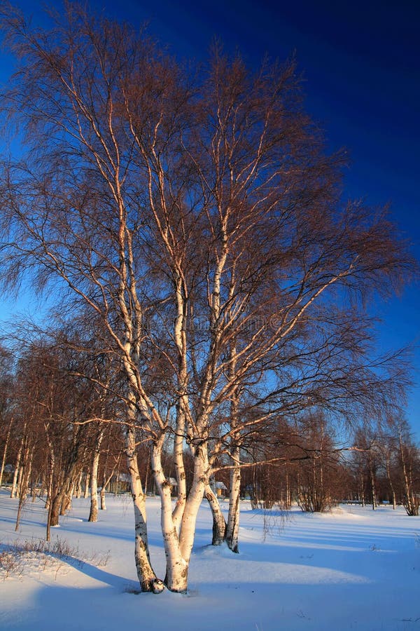 Sunset on frozen sea shore stock photo. Image of scenic - 5466016