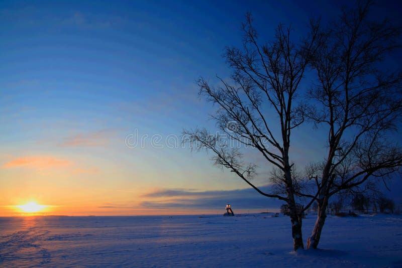 Frozen tree on ice stock photo. Image of beauty, fresh - 1678690
