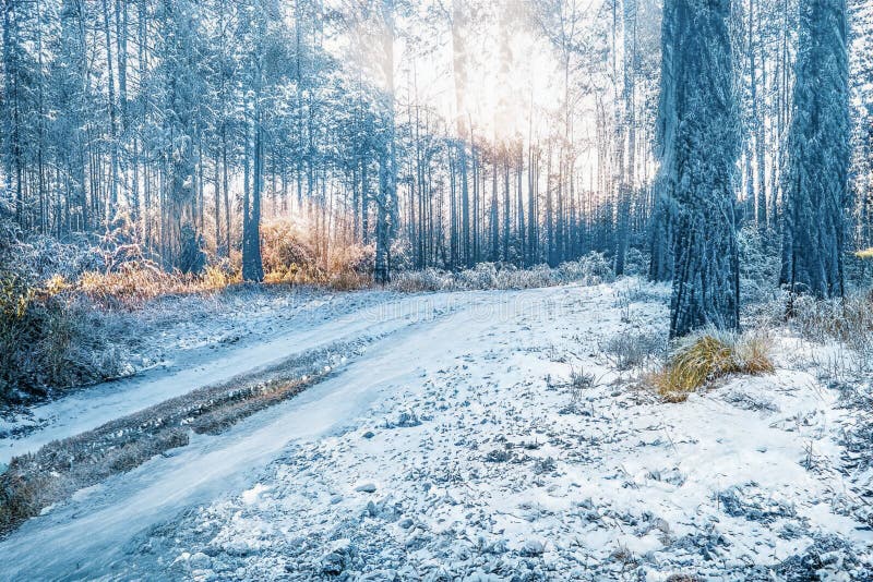 Sunset in Frozen Snowy Forest Stock Image - Image of season, evening ...