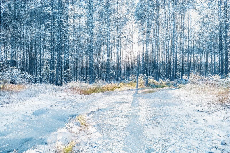 Sunset in Frozen Snowy Forest Stock Image - Image of snow, landscape ...