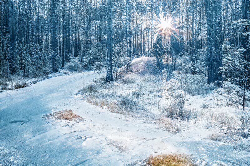 Sunset in Frozen Snowy Forest Stock Image - Image of frozen, dawn ...