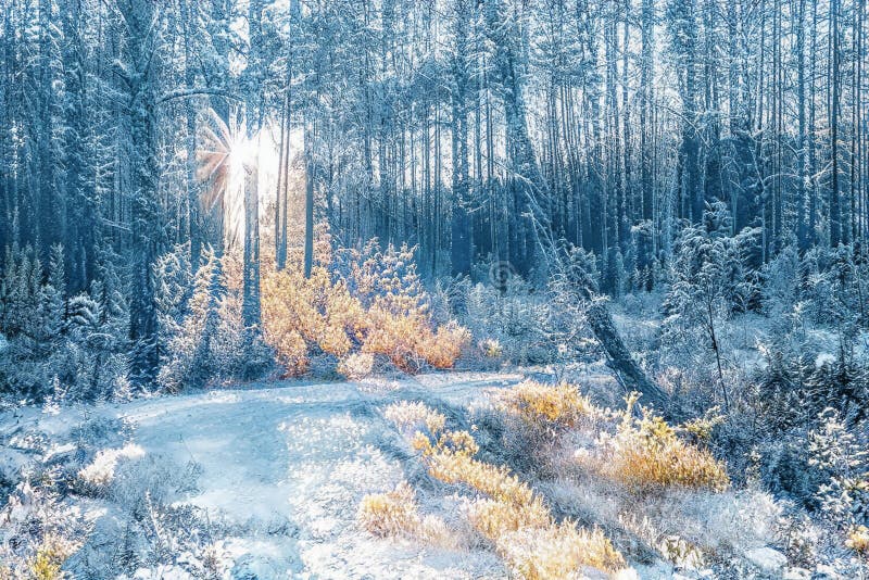 Sunset in Frozen Snowy Forest Stock Photo - Image of outdoor, nature ...