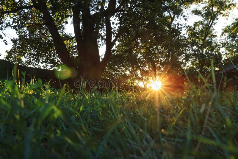 Sunset in the garden stock photo. Image of hiking, grass - 85158496