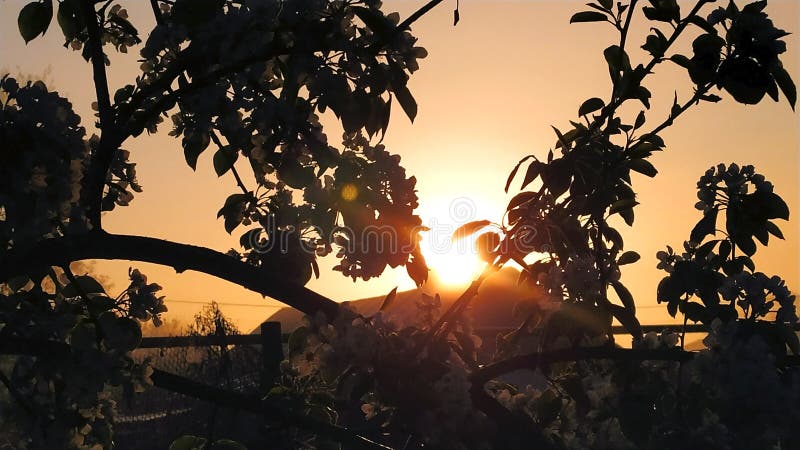 Sunset in the Garden. Fruit Trees in the Evening in the Garden Stock ...