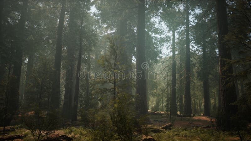Sunset on the Giant Forest, Sequoia National Park, California Stock ...