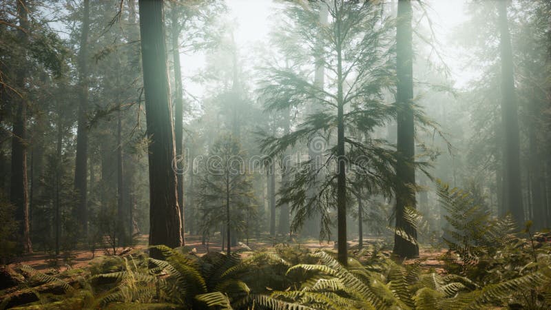 Sunset on the Giant Forest, Sequoia National Park, California Stock ...