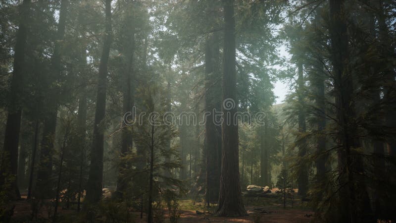 Sunset on the Giant Forest, Sequoia National Park, California Stock ...