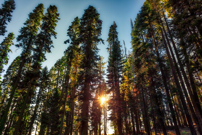 Sunset in the Giant Sequoia Forest, Sequoia National Park, California ...