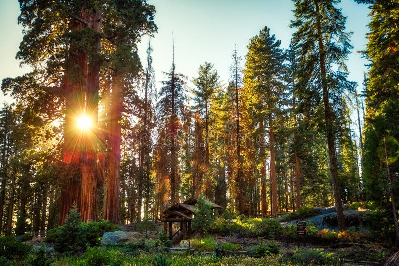 Sunset in the Sequoia Forest, Sequoia National Park, California Stock ...