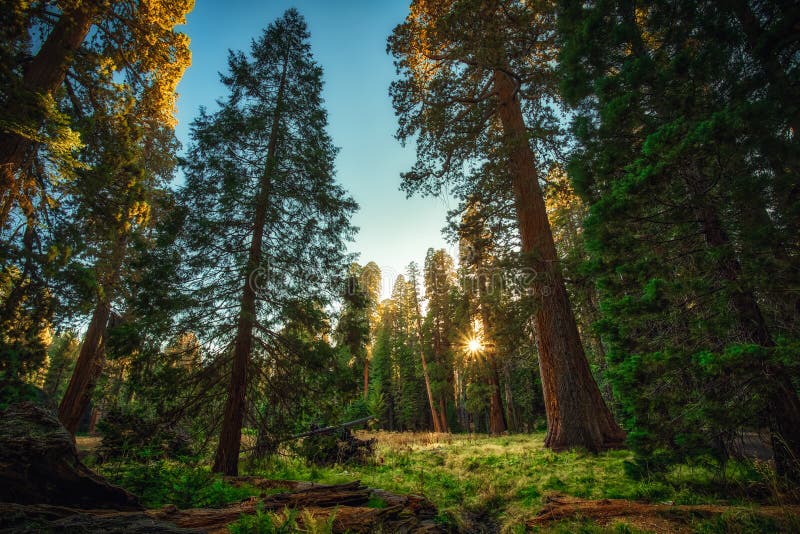 Sunset in the Sequoia Forest, Sequoia National Park, California Stock ...
