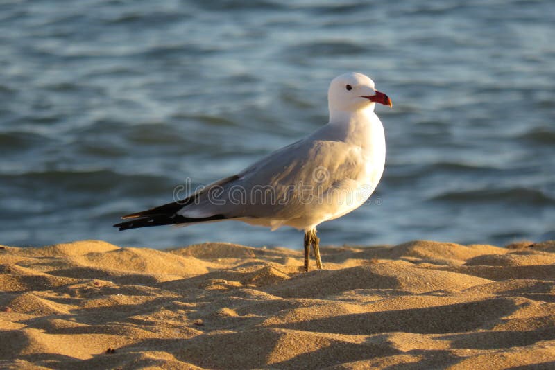 Lone Seagull on a Sandy Beach Stock Photo - Image of sunset, sandy ...