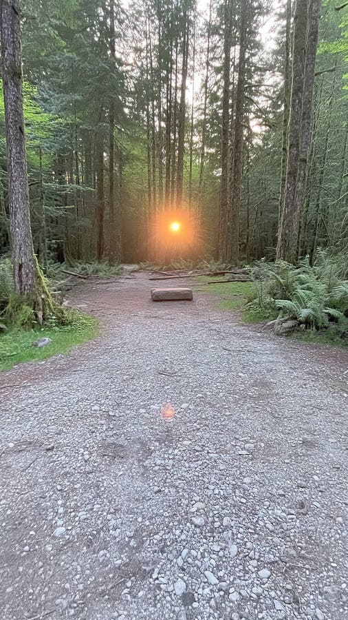 Sunset Glowing through Tall Trees in a Tranquil Forest Clearing Stock ...