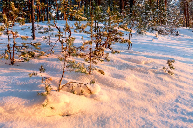 Sunset gold colors on snow stock image. Image of nonurban - 28771019