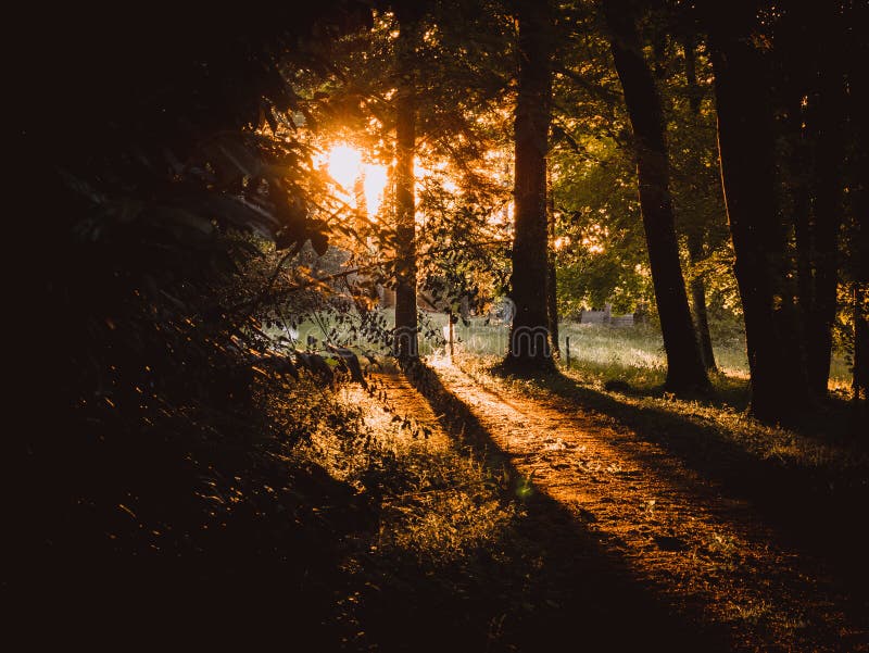 Sunset Golden Hour Shadow of Trees Stock Photo - Image of trees, golden ...