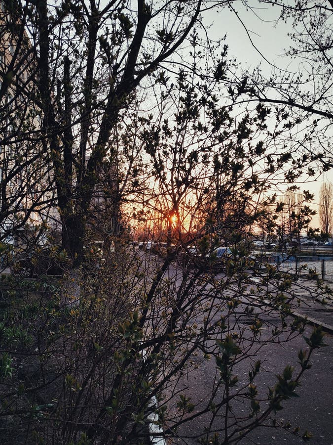 Sunset, Golden Sky, Green Plant, Spring Weather Stock Photo - Image of ...