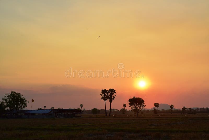 Sunset with Golden Yellow Sky Stock Photo - Image of golden, trees ...