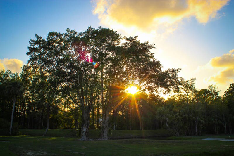 Sunset on the Golf Course and a Banyan Tree Stock Photo - Image of golf ...