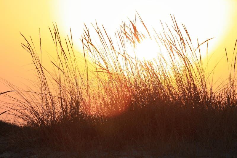 Sunset and grass stock photo. Image of grass, beach, paradise - 26402254