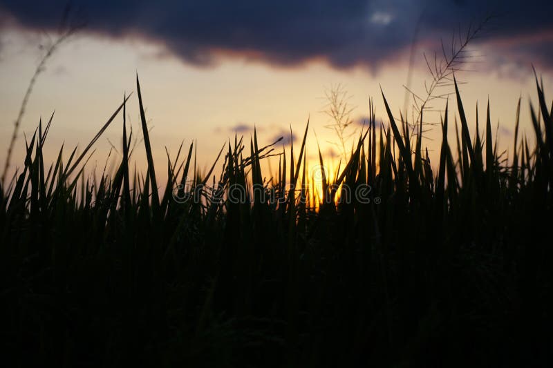 Sunset Behind Silhouette of the Grass with Dramatic Sky Clouds ...