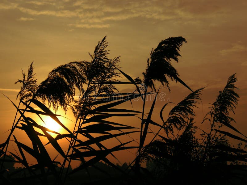 Sunset through the grass stock image. Image of flora, pollen - 508525