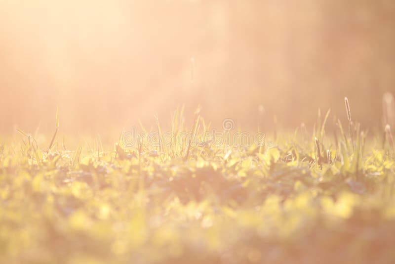 Sunset Grass Background with Direct Light Stock Image - Image of leaf ...