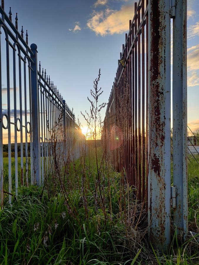 Sunset grass fence stock image. Image of morning, tree - 183777473