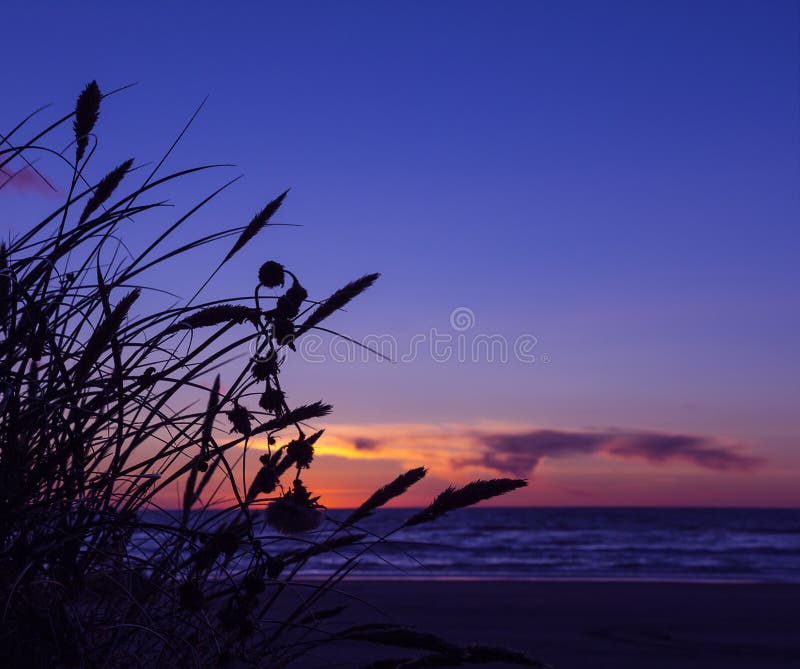 Sunset Grass Silhouette Water Beach Stock Photo - Image of silhouette ...